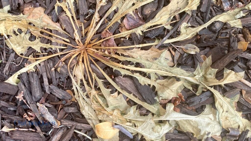 Kill Weeds the Natural Way: Our DIY Solution Costs Pennies and Kills ...