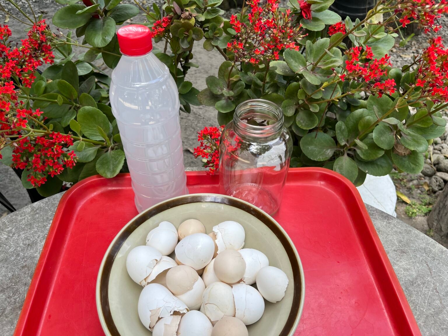 DIY Fertilizer: How to Use Eggshells for Your Garden - Cha Ching Queen