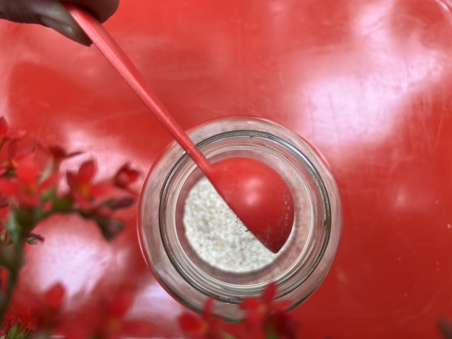 DIY Fertilizer: How to Use Eggshells for Your Garden - Cha Ching Queen
