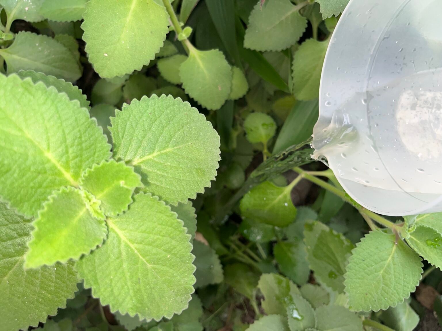 DIY Fertilizer: How to Use Eggshells for Your Garden - Cha Ching Queen