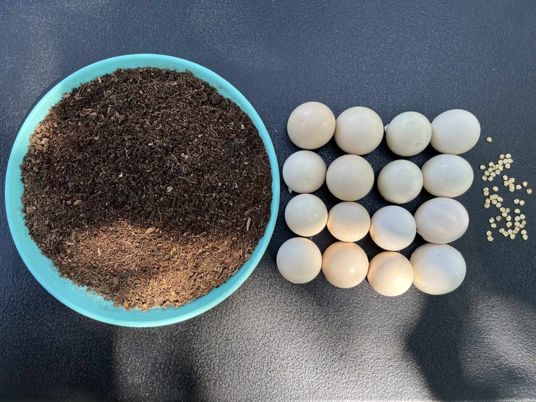 Eggshell Seed Starters: A Simple, Free, and Eco-Friendly Way to Grow ...