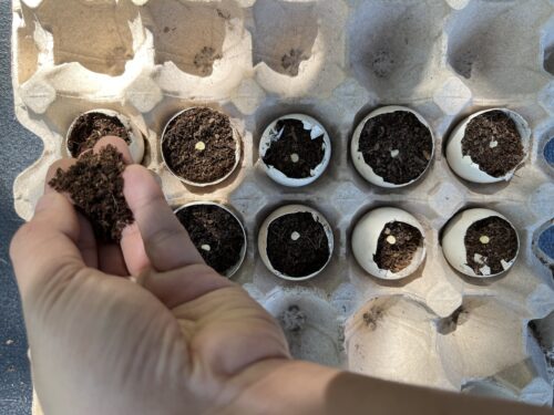 Eggshell Seed Starters: A Simple, Free, and Eco-Friendly Way to Grow ...