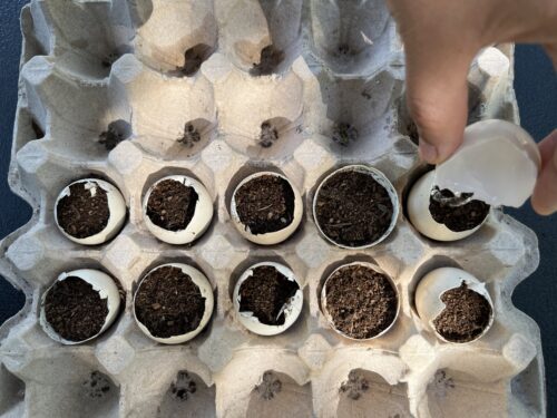 Eggshell Seed Starters: A Simple, Free, and Eco-Friendly Way to Grow ...