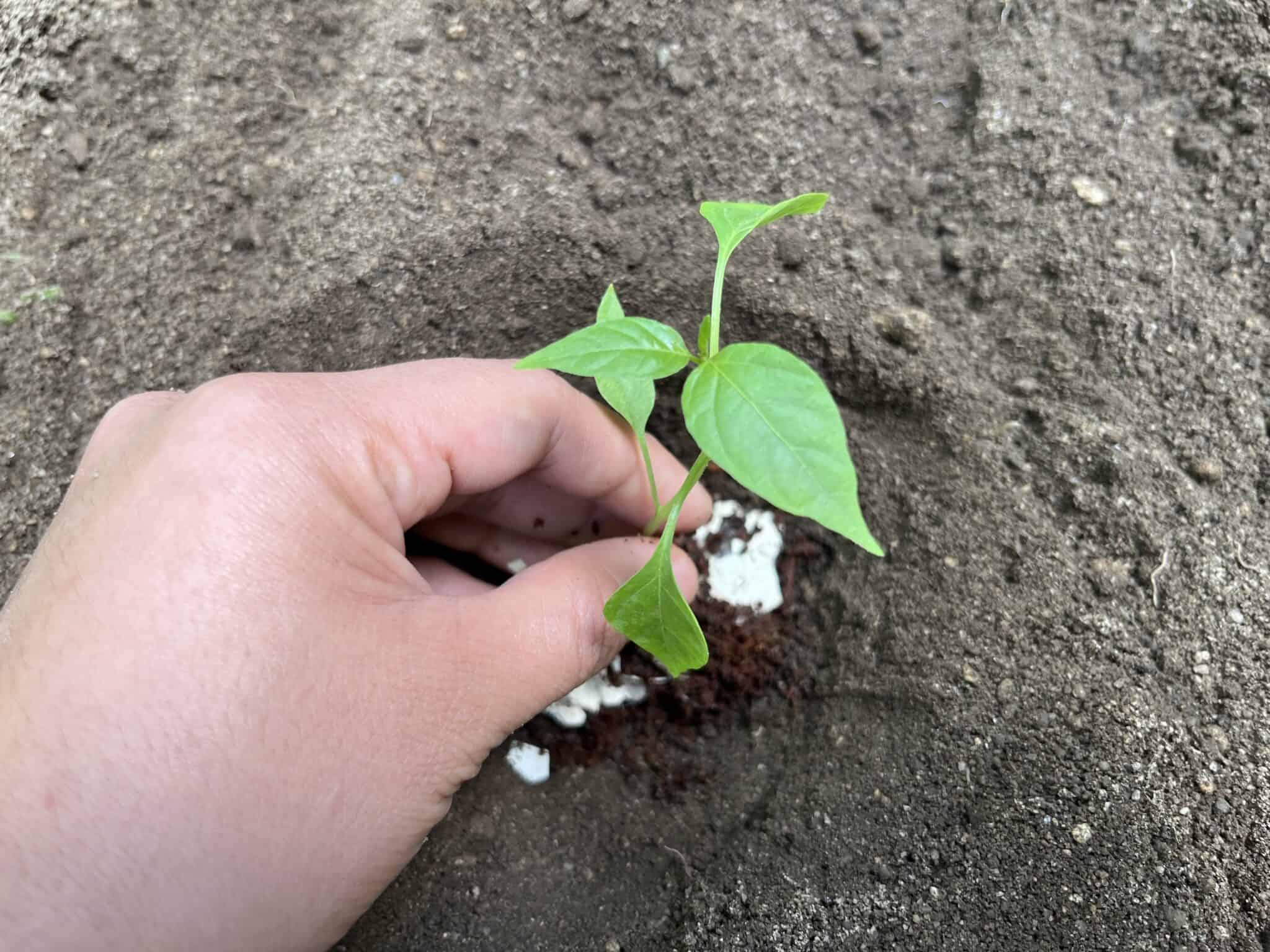 Eggshell Seed Starters: A Simple, Free, and Eco-Friendly Way to Grow ...
